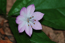 David J. Cogswell Photography - Plants and Flowers: California 1