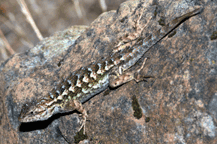 David J. Cogswell Photography - Reptiles 1 - Lizards